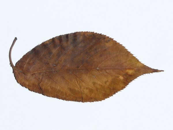 texture 0039 - Texturelib